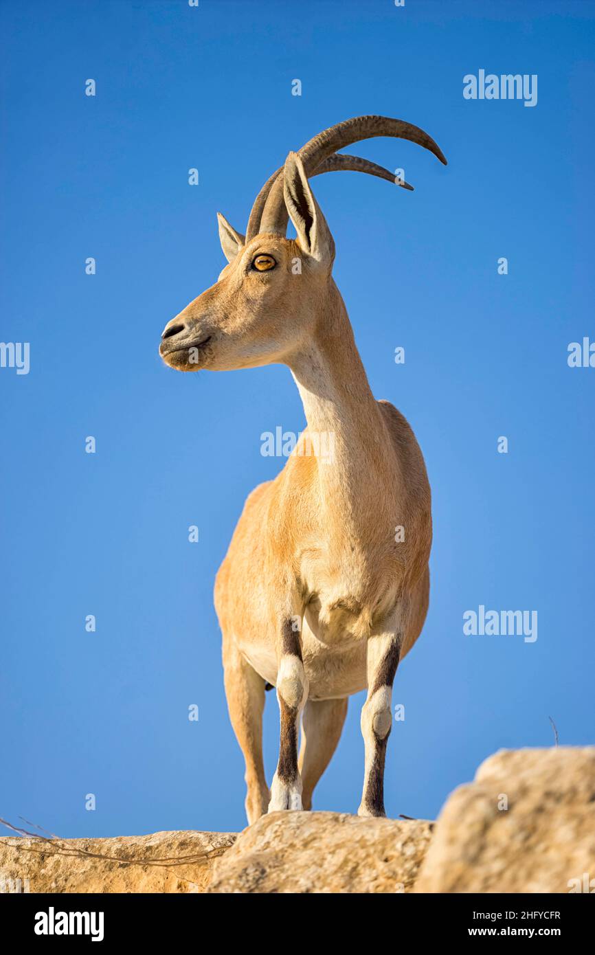 Ibex in the desert of Israel Stock Photo - Alamy