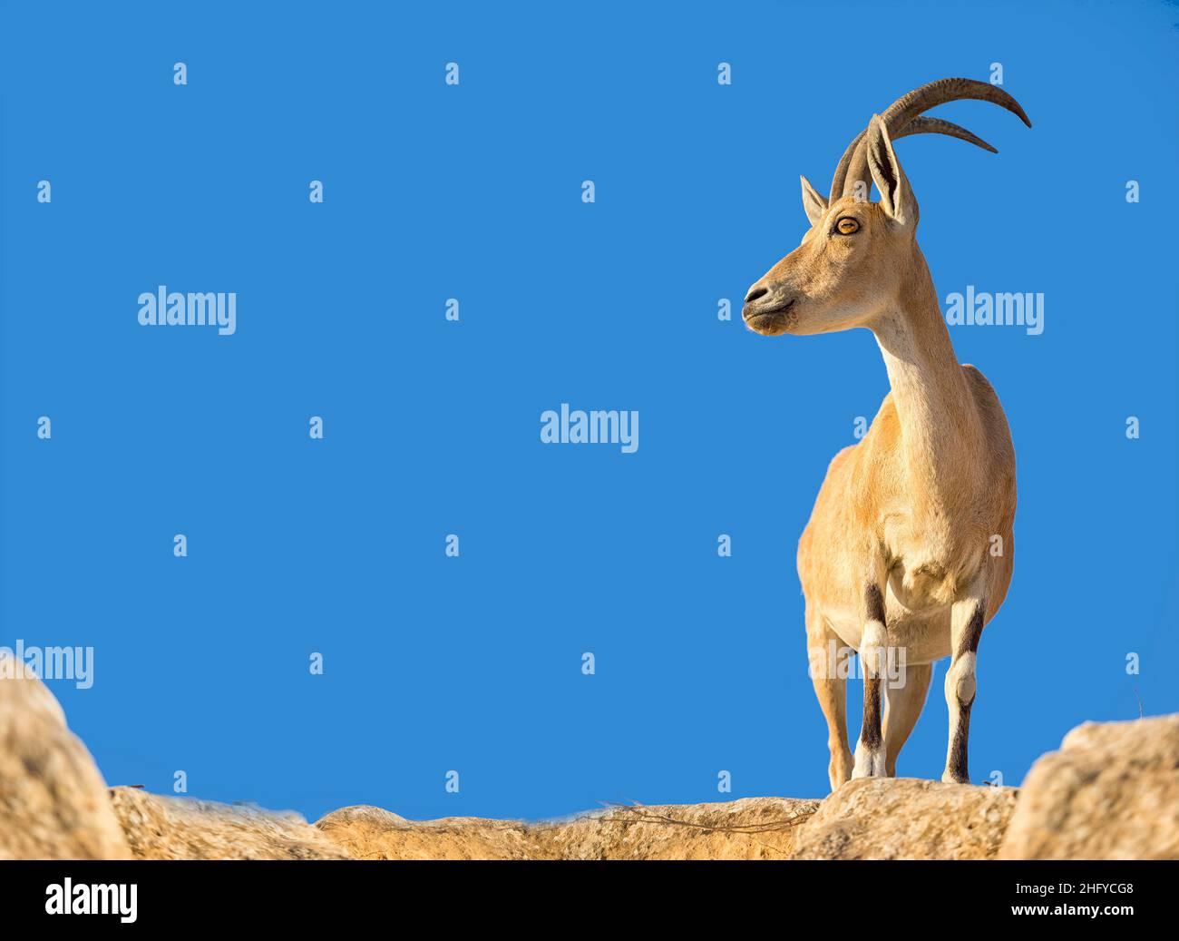 Desert deer hi-res stock photography and images - Alamy