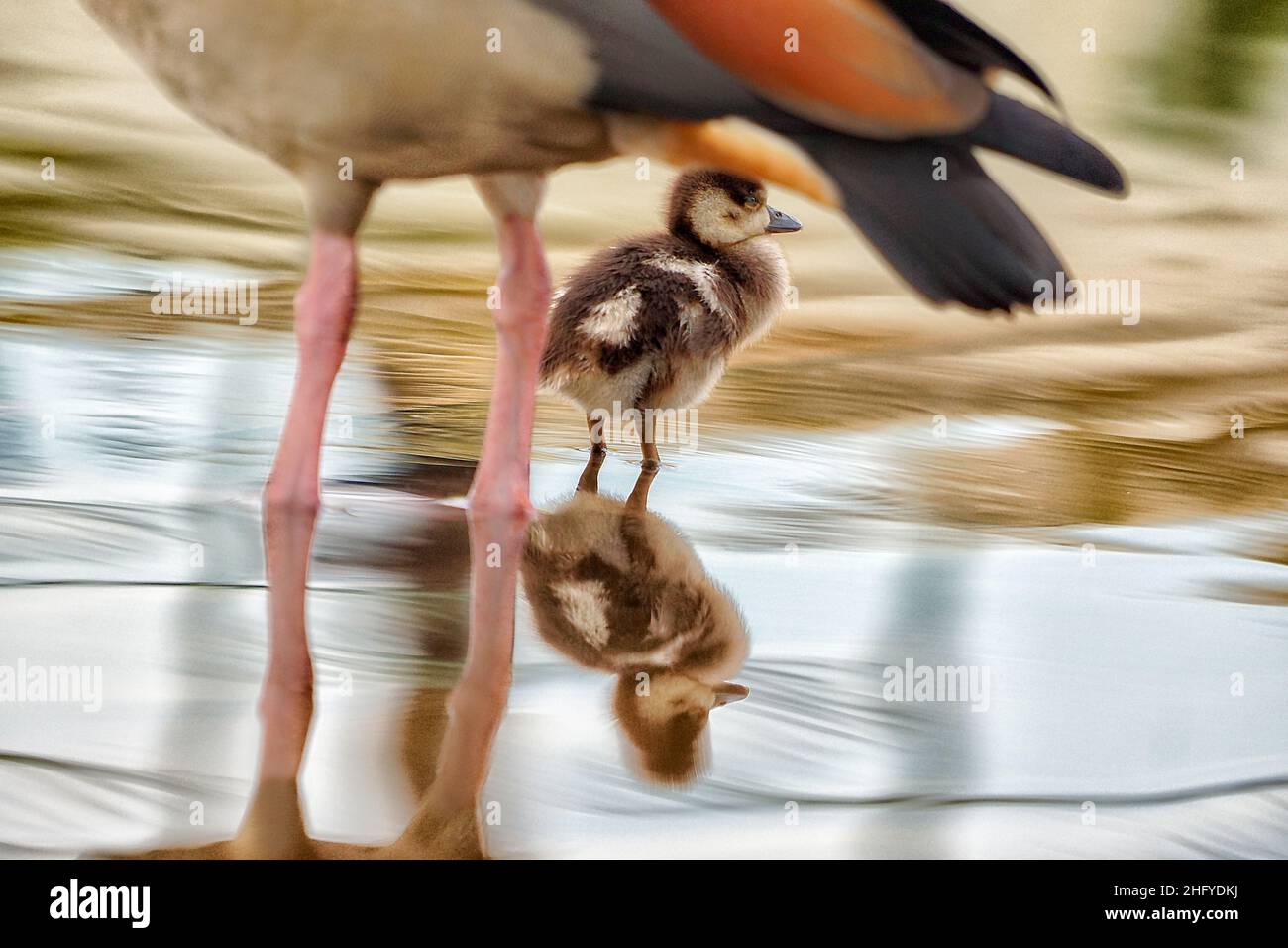 Amazing birds of Israel, birds of the Holy Land Stock Photo - Alamy
