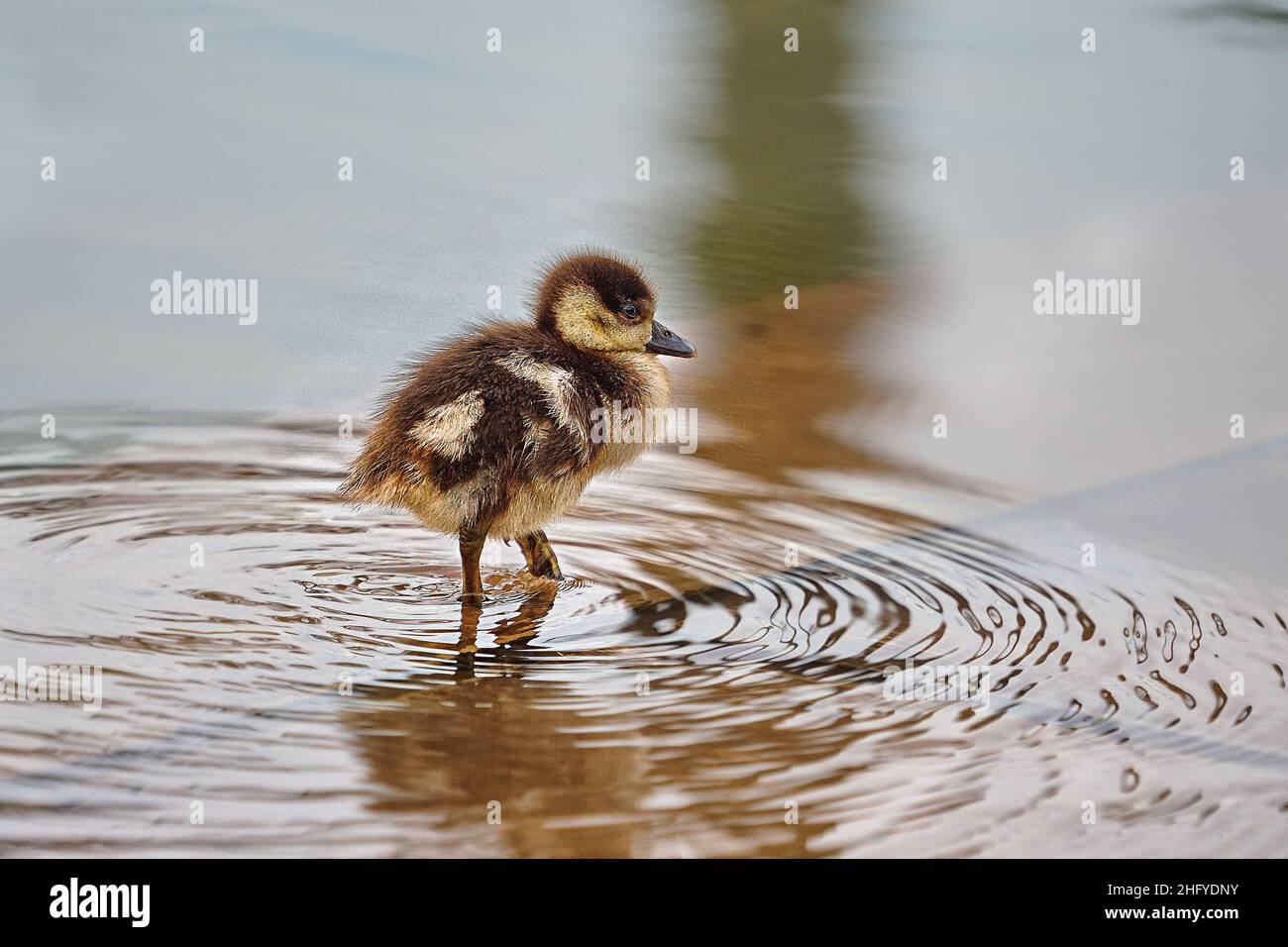 Amazing birds of Israel, birds of the Holy Land Stock Photo - Alamy