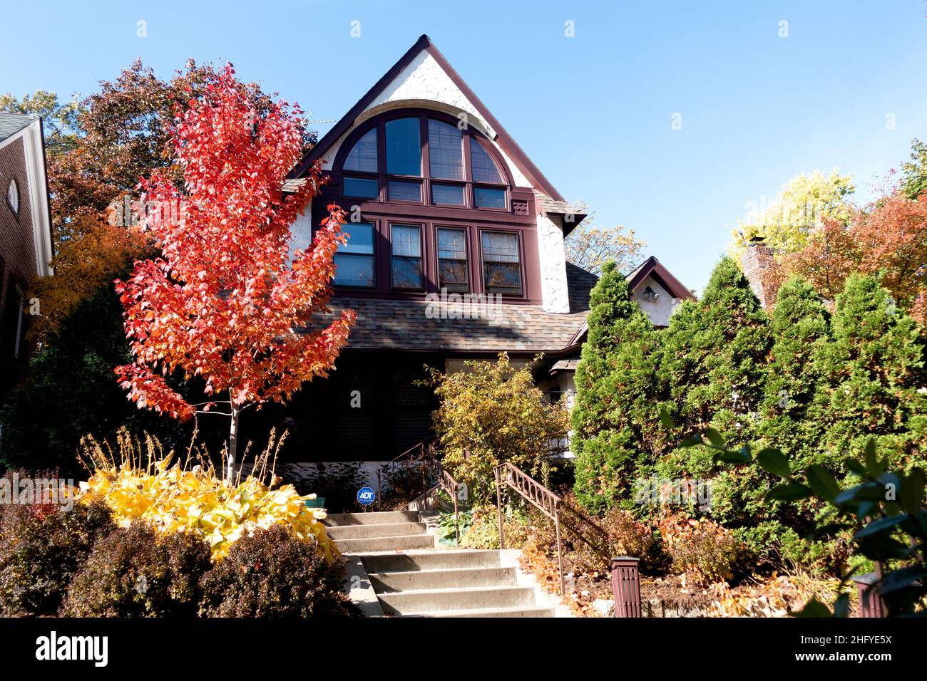 Beautiful fall tree changed to red in front yard of a home. St Paul ...