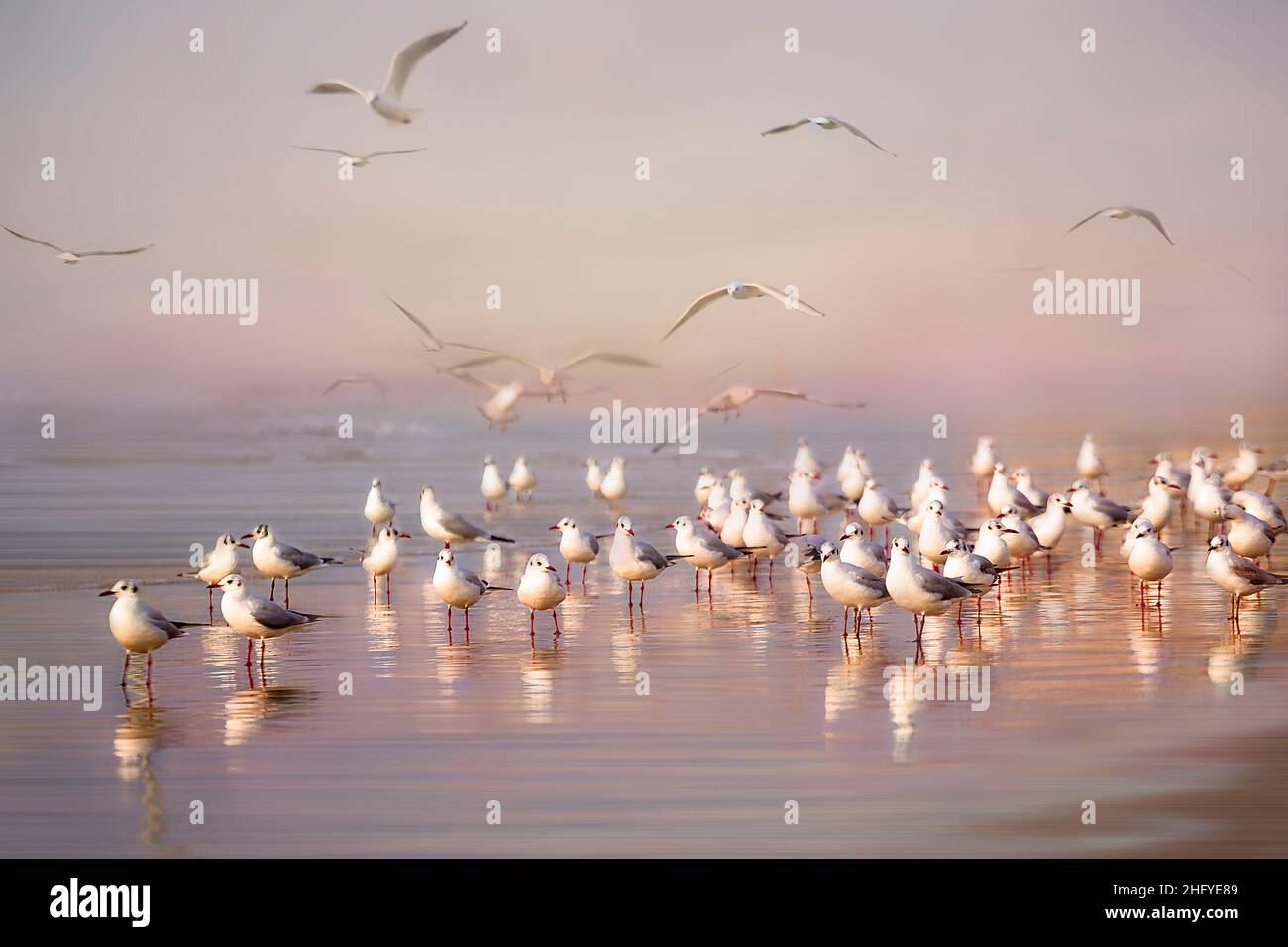 Amazing birds of Israel, birds of the Holy Land Stock Photo - Alamy