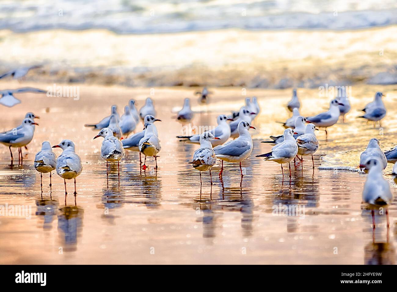 Amazing birds of Israel, birds of the Holy Land Stock Photo - Alamy