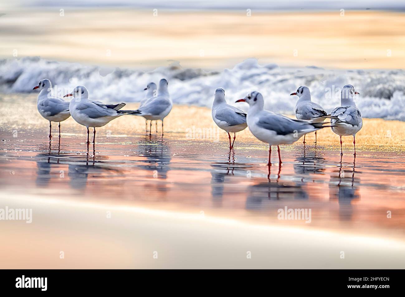 Amazing birds of Israel, birds of the Holy Land Stock Photo - Alamy