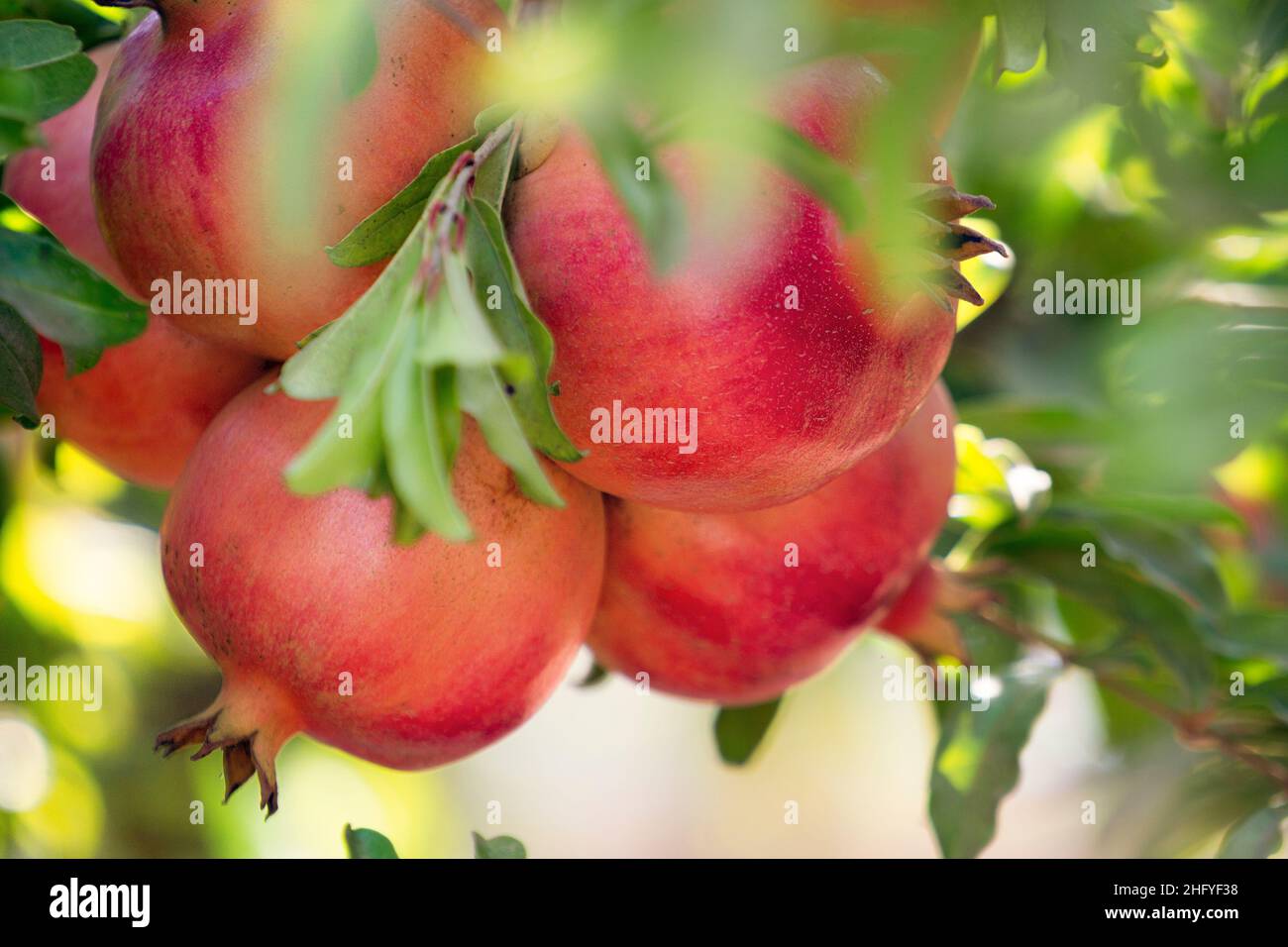 Pomegranates on a pomegranate tree on a farm Stock Photo - Alamy