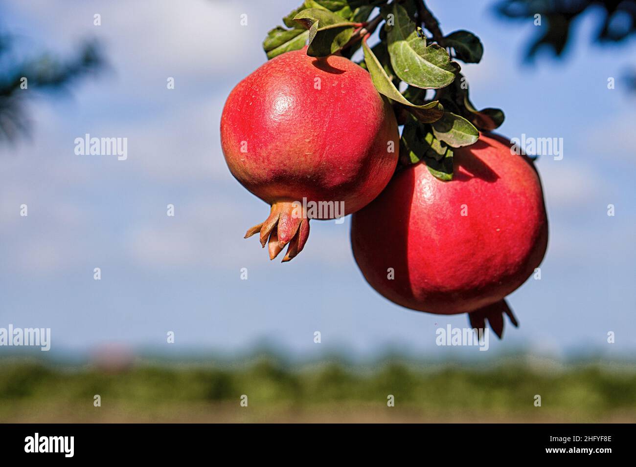 Pomegranates growing on farm hi-res stock photography and images - Alamy