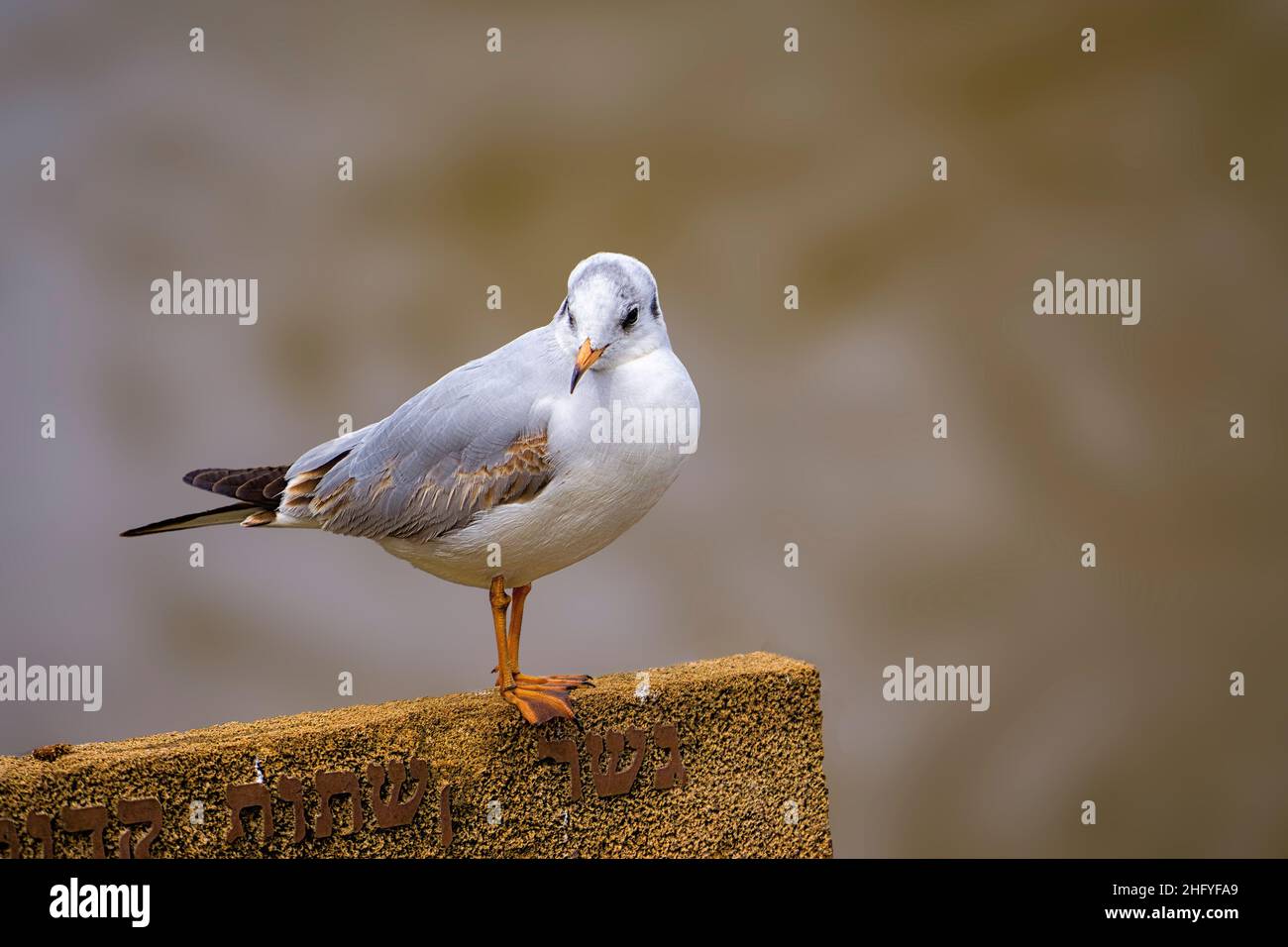Amazing birds of Israel, birds of the Holy Land Stock Photo - Alamy