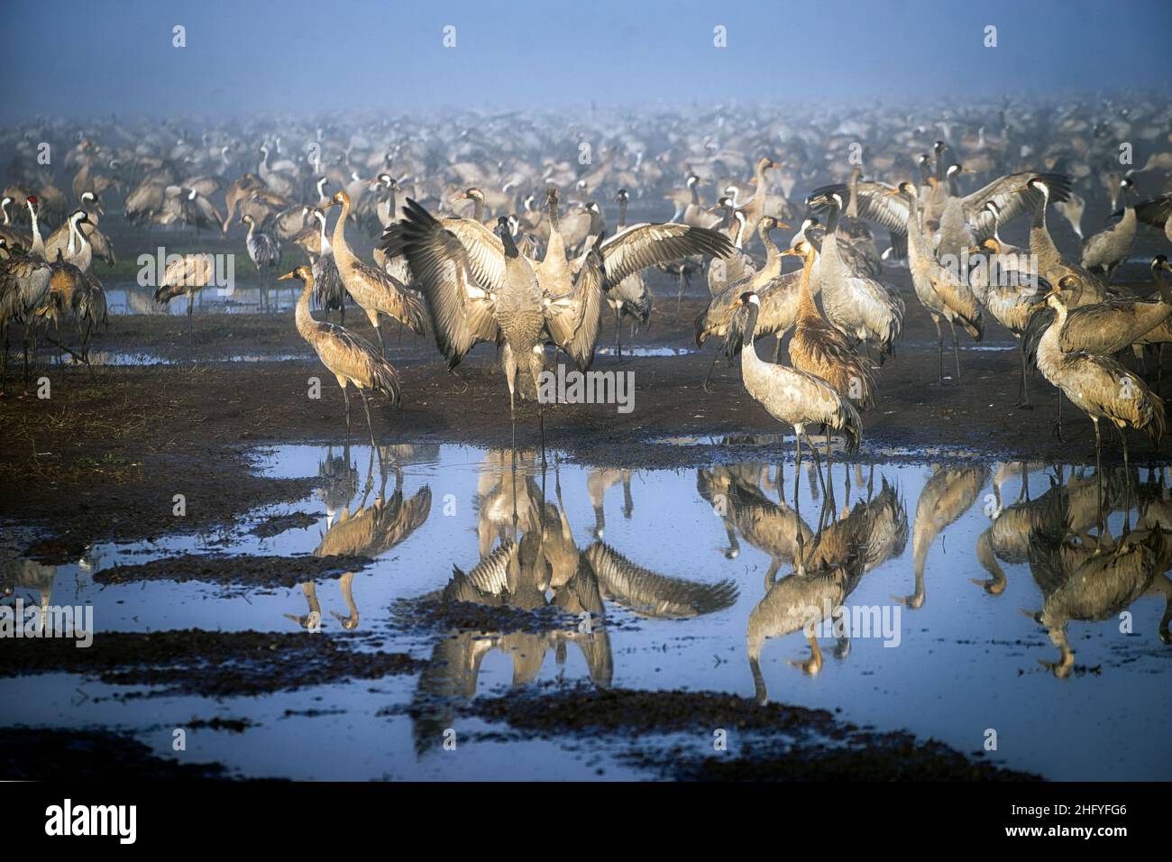Amazing birds of Israel, birds of the Holy Land Stock Photo - Alamy