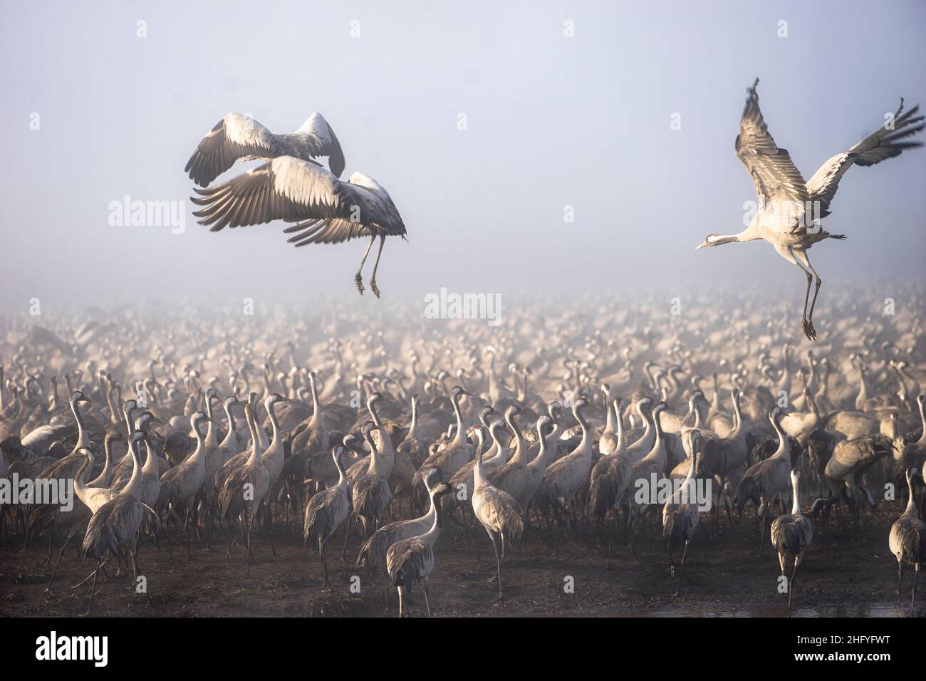 Amazing birds of Israel, birds of the Holy Land Stock Photo - Alamy
