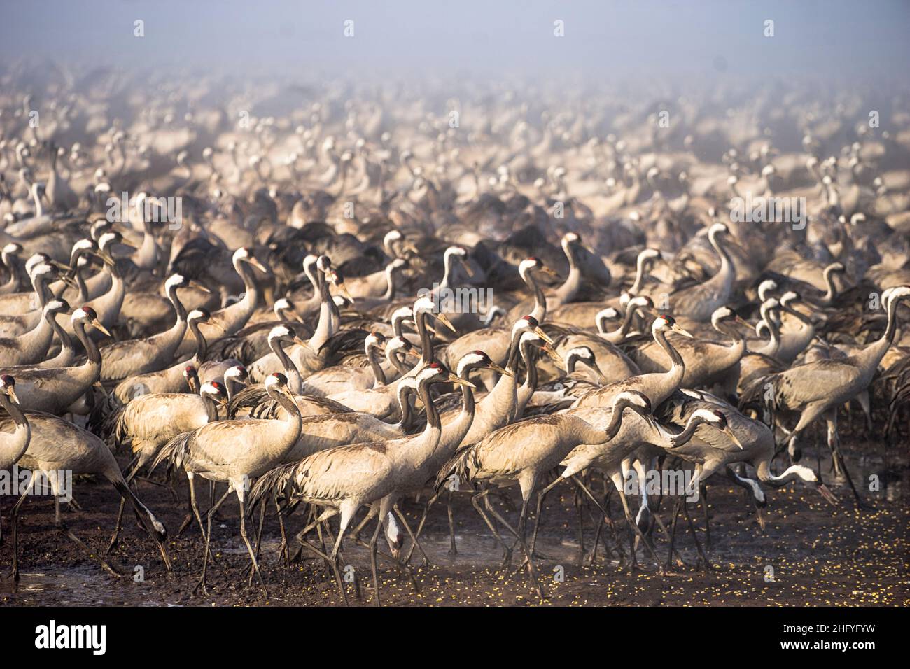 Amazing birds of Israel, birds of the Holy Land Stock Photo - Alamy