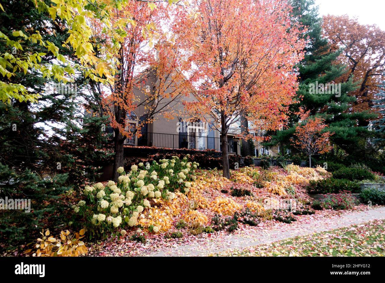 Colorful fall changing trees in a yard of a neighborhood home. St Paul ...