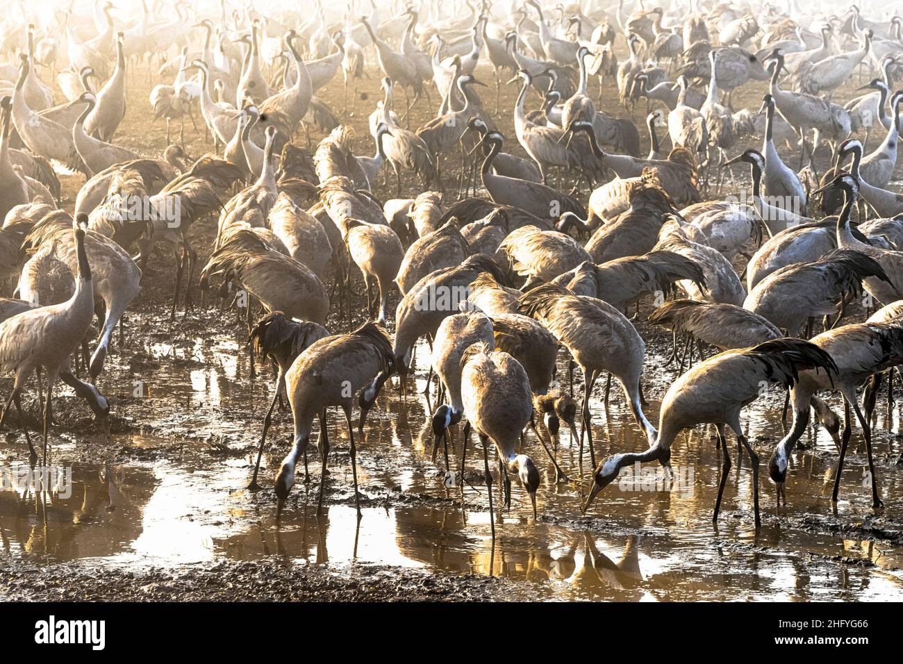 Amazing birds of Israel, birds of the Holy Land Stock Photo - Alamy