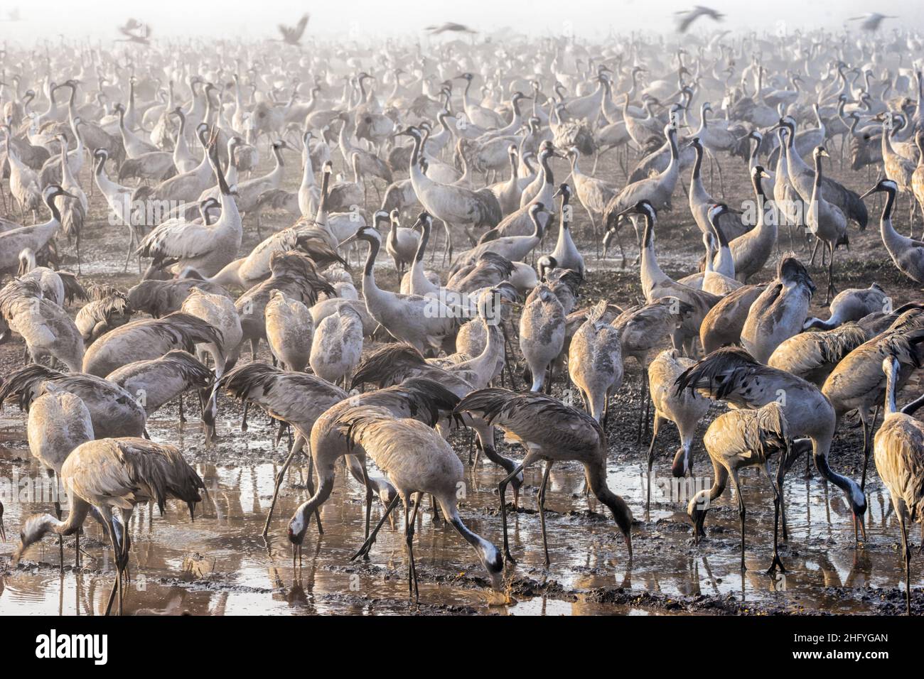 Amazing birds of Israel, birds of the Holy Land Stock Photo - Alamy
