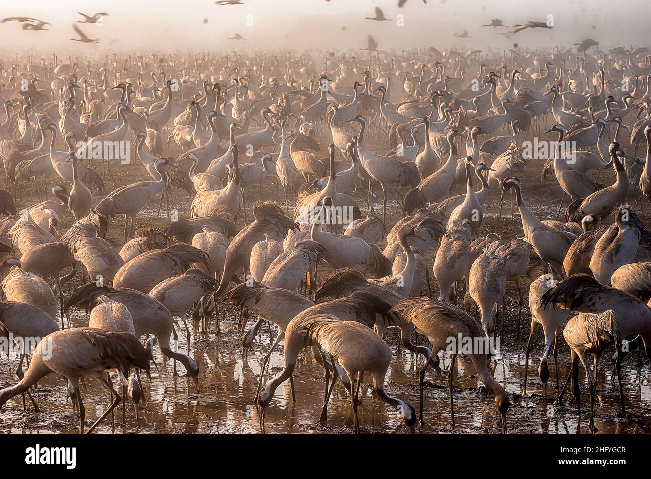 Amazing birds of Israel, birds of the Holy Land Stock Photo - Alamy