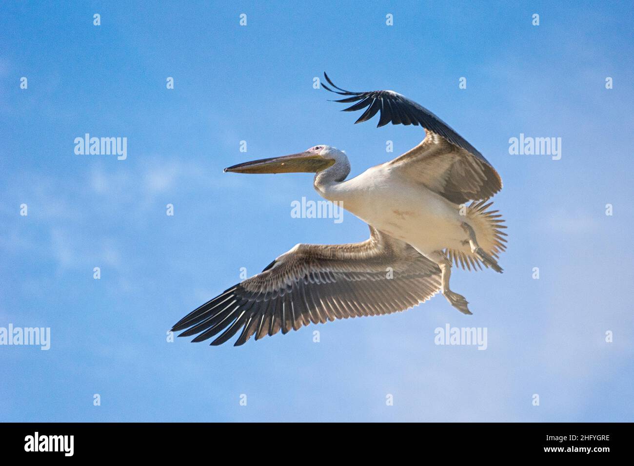 Amazing birds of Israel, birds of the Holy Land Stock Photo - Alamy