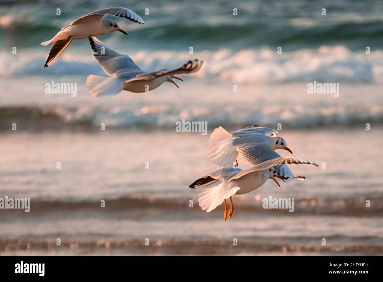 Amazing birds of Israel, birds of the Holy Land Stock Photo - Alamy