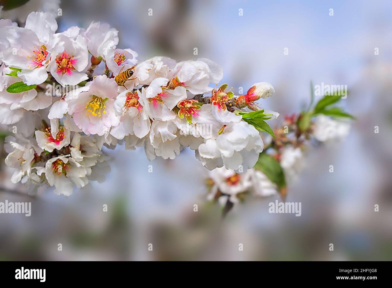 Amazing Flowers in the botanical gardens of Israel colorful and ...
