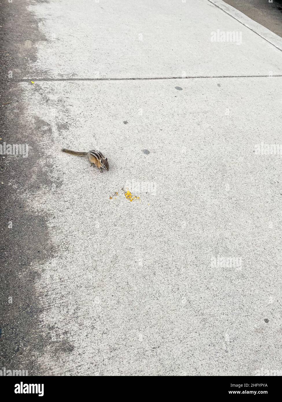 Olympic Chipmunk (Neotamias amoenus caurinus) is one of several endemic ...