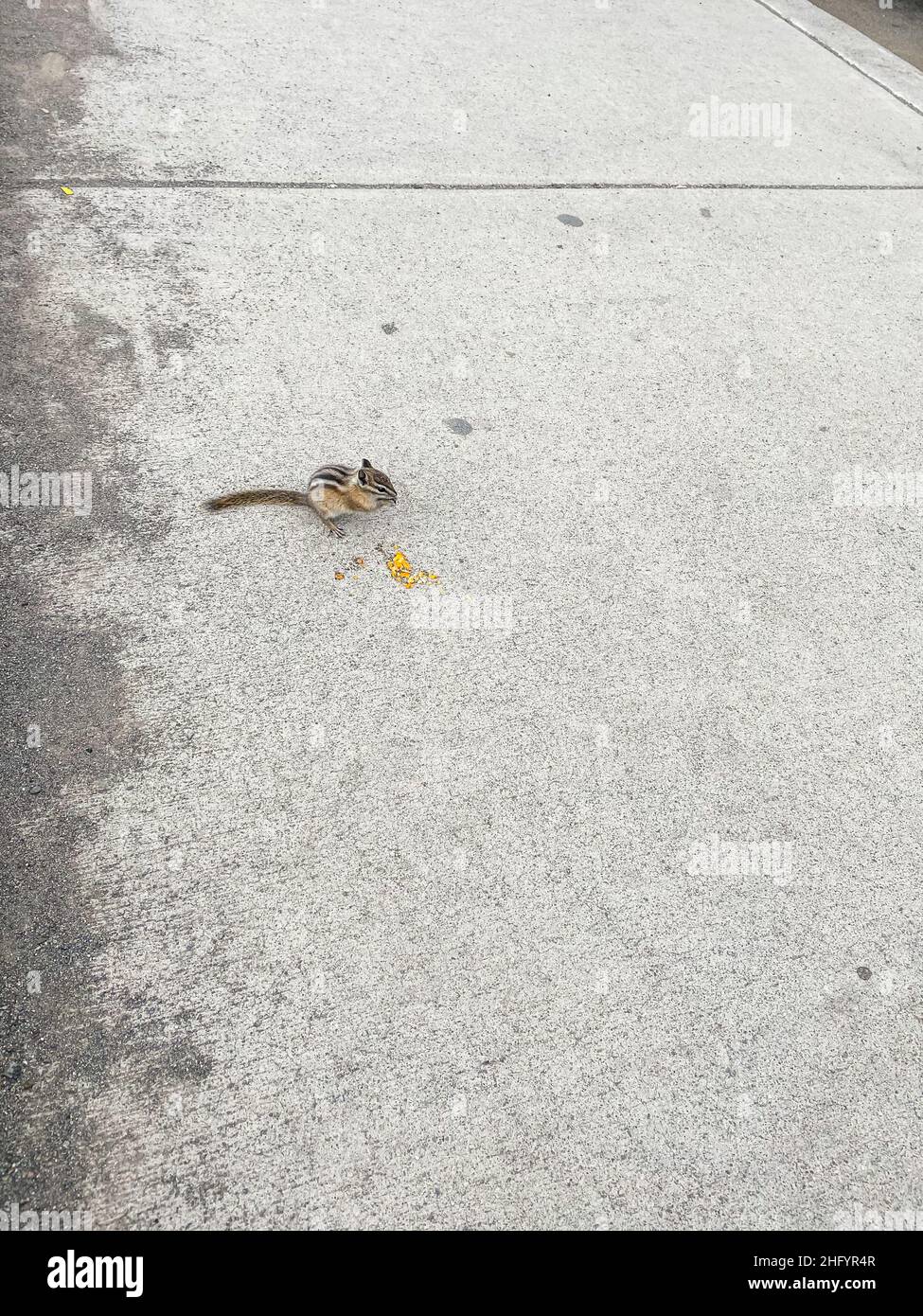 Olympic Chipmunk (Neotamias amoenus caurinus) is one of several endemic ...