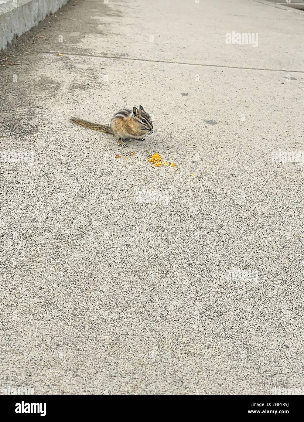 Olympic Chipmunk (Neotamias amoenus caurinus) is one of several endemic ...