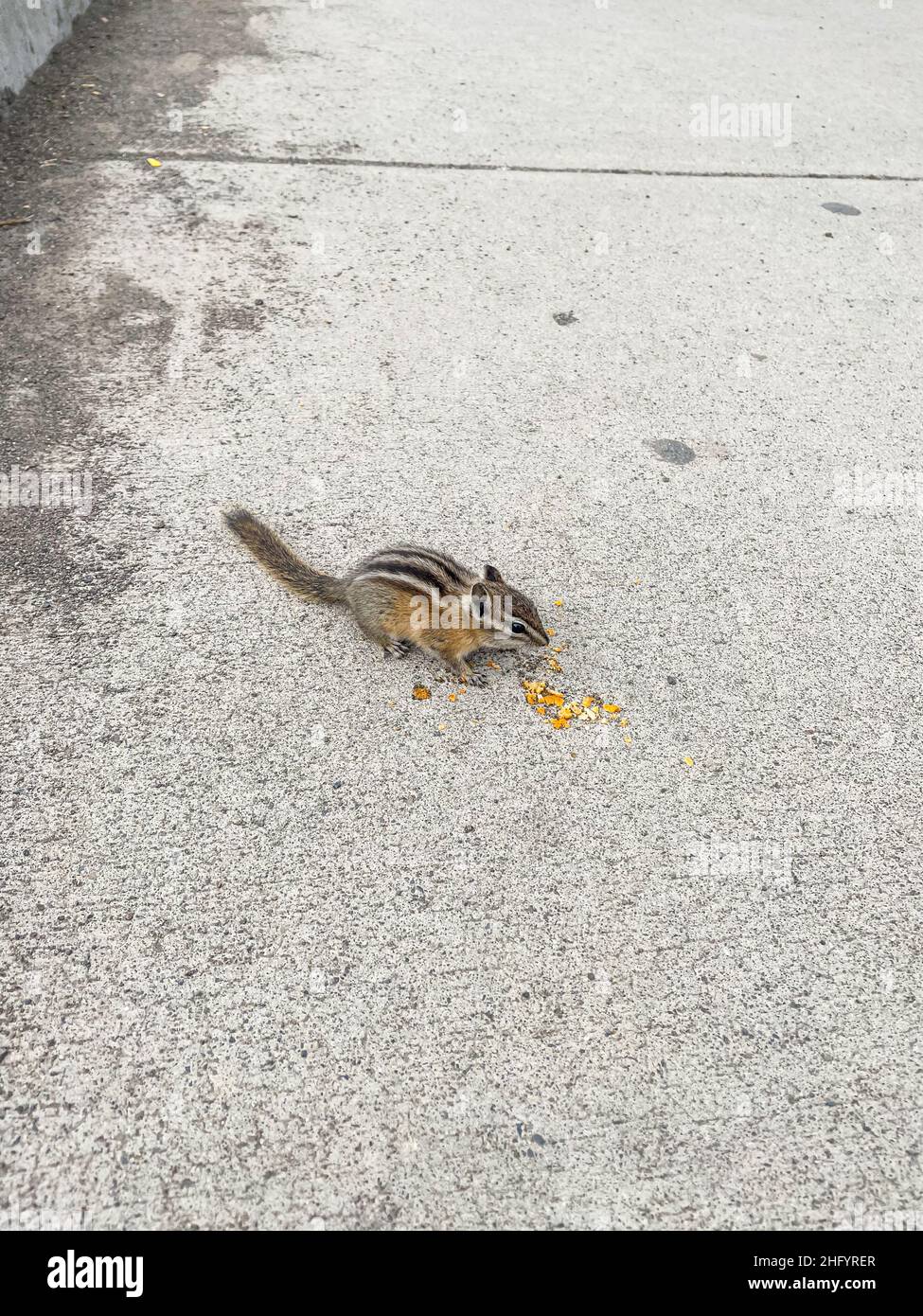 Olympic Chipmunk (Neotamias amoenus caurinus) is one of several endemic ...