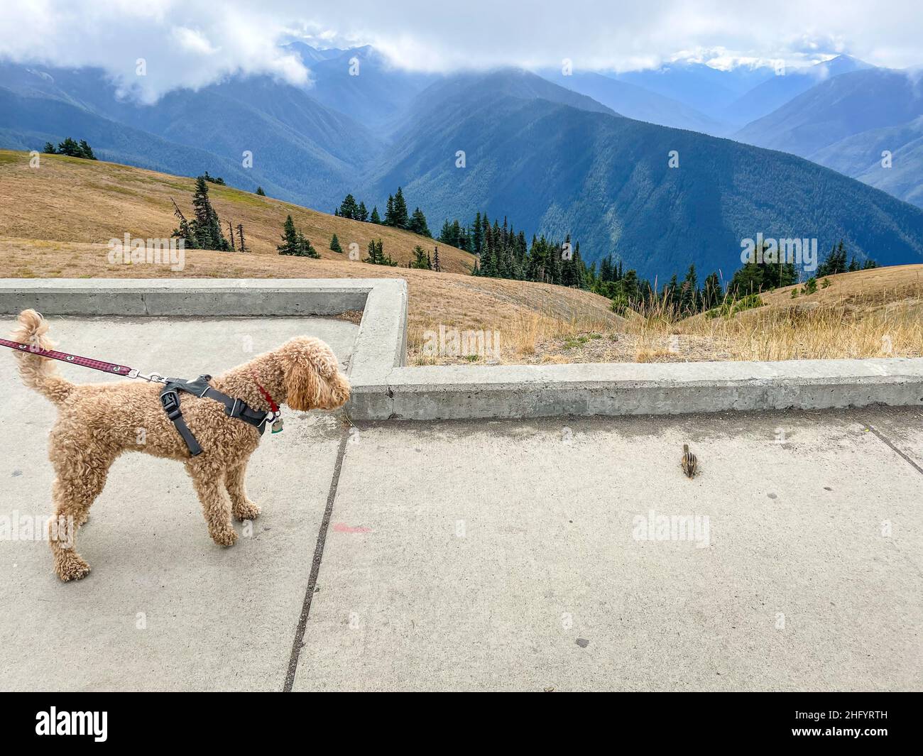 Olympic Chipmunk (Neotamias amoenus caurinus) is one of several endemic ...