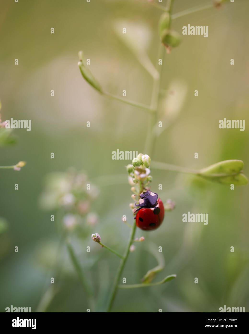 Cute ladybug hi-res stock photography and images - Alamy