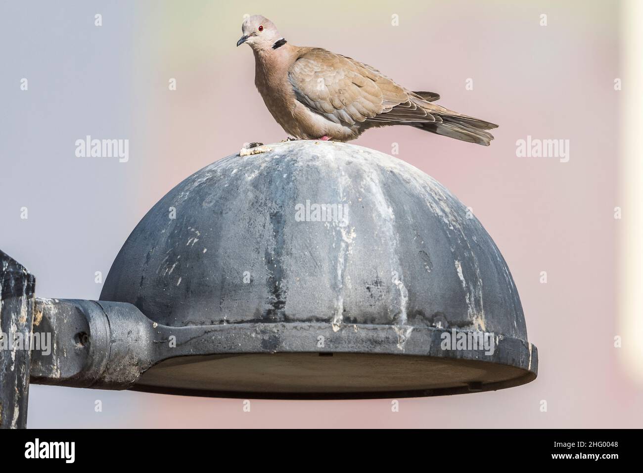 Eurasian collared dove (Streptopelia decaocto), on a lamppost covered ...