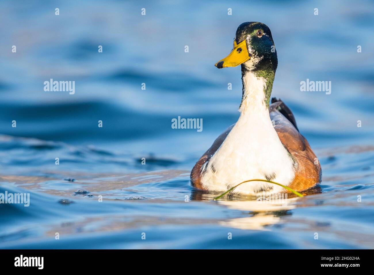 Hybrid duck, partly descended from a mallard or wild duck (Anas ...