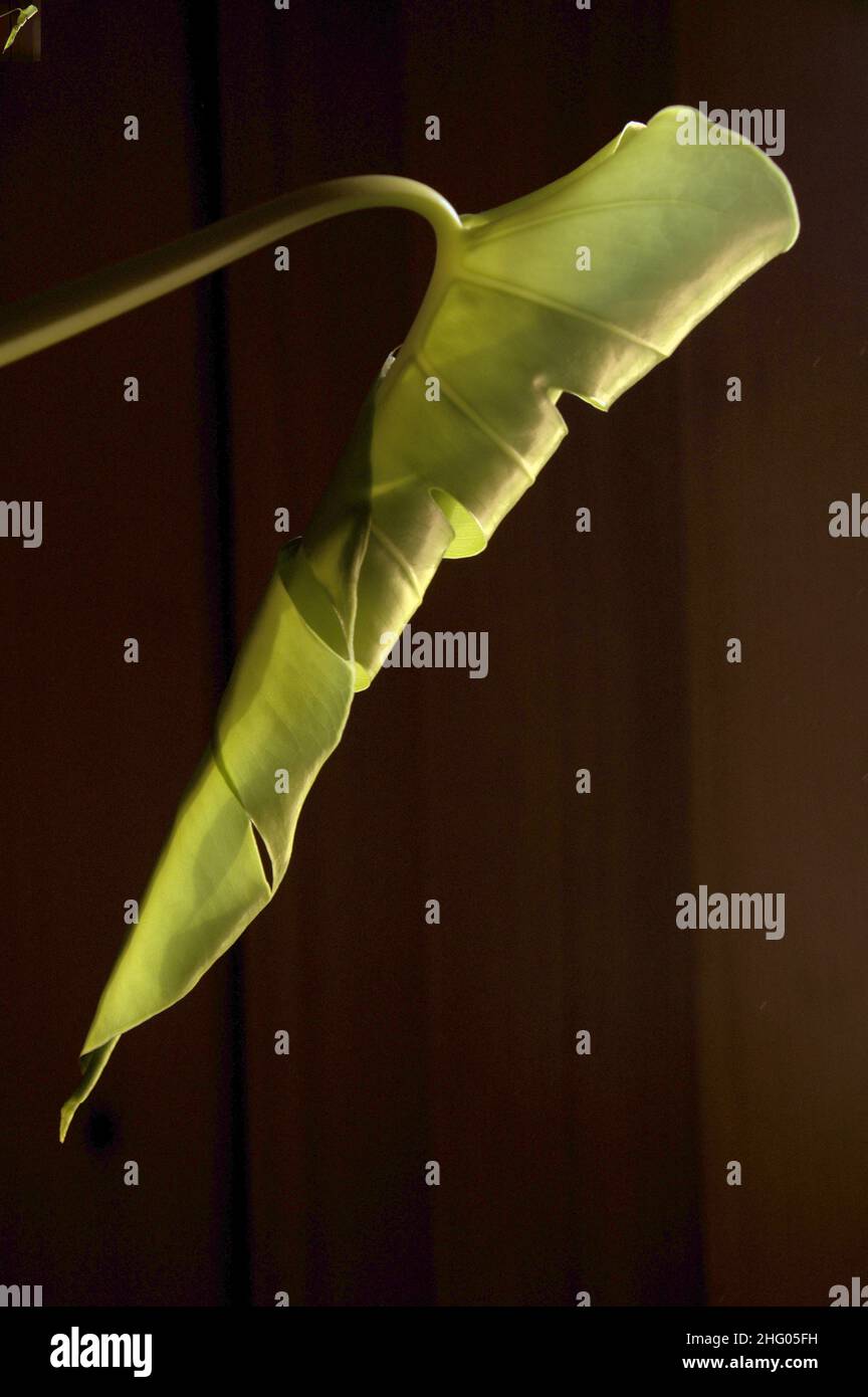 Unfurling leaf of cheesplant Stock Photo - Alamy