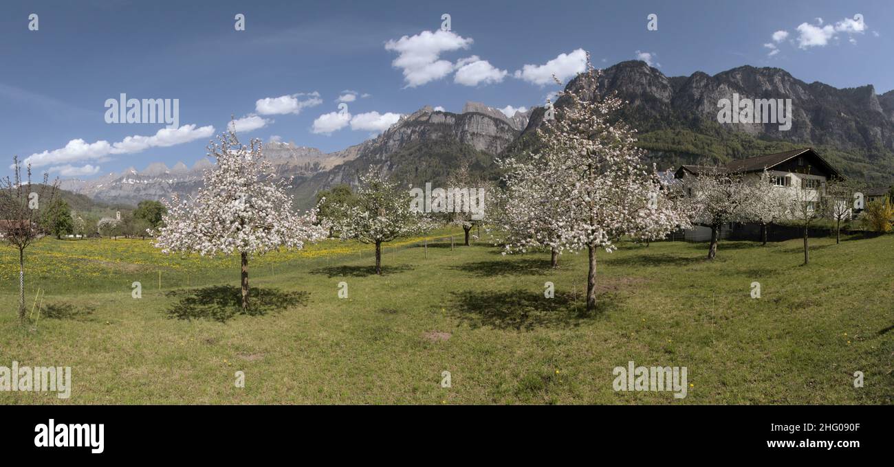 Valley floor near Flums during Spring bloom, Switzerland Stock Photo ...