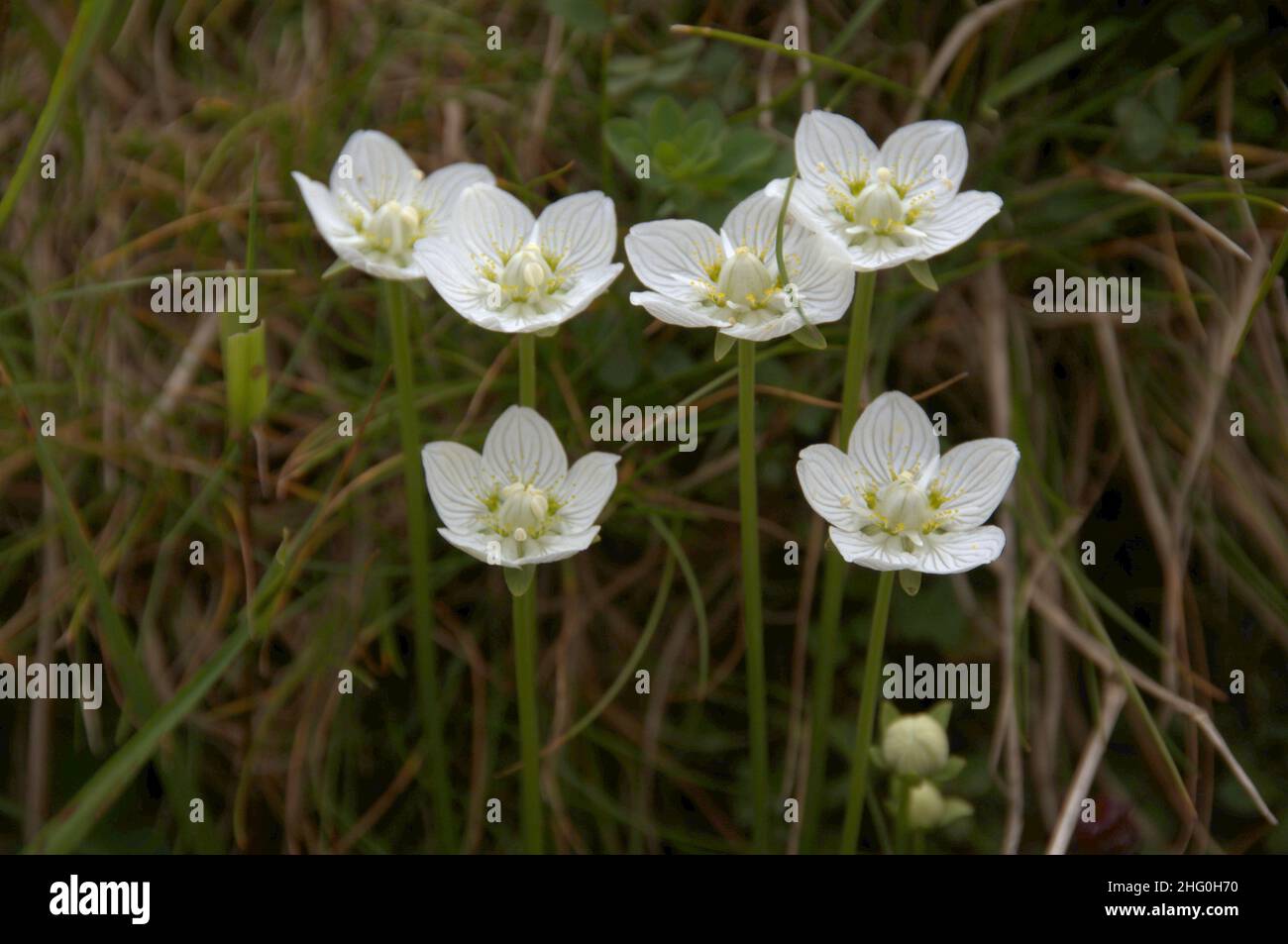 Grass-of-Parnassus or Bog Star (Parnassia palustris) on Alp Palfries ...
