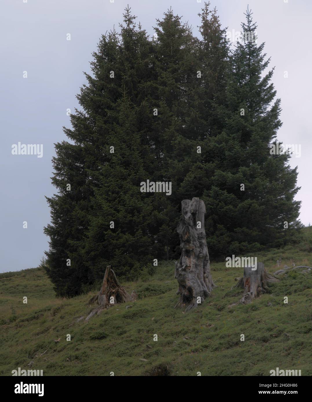 Group of conifers against the skyline on Alp Palfries, Switzerland ...