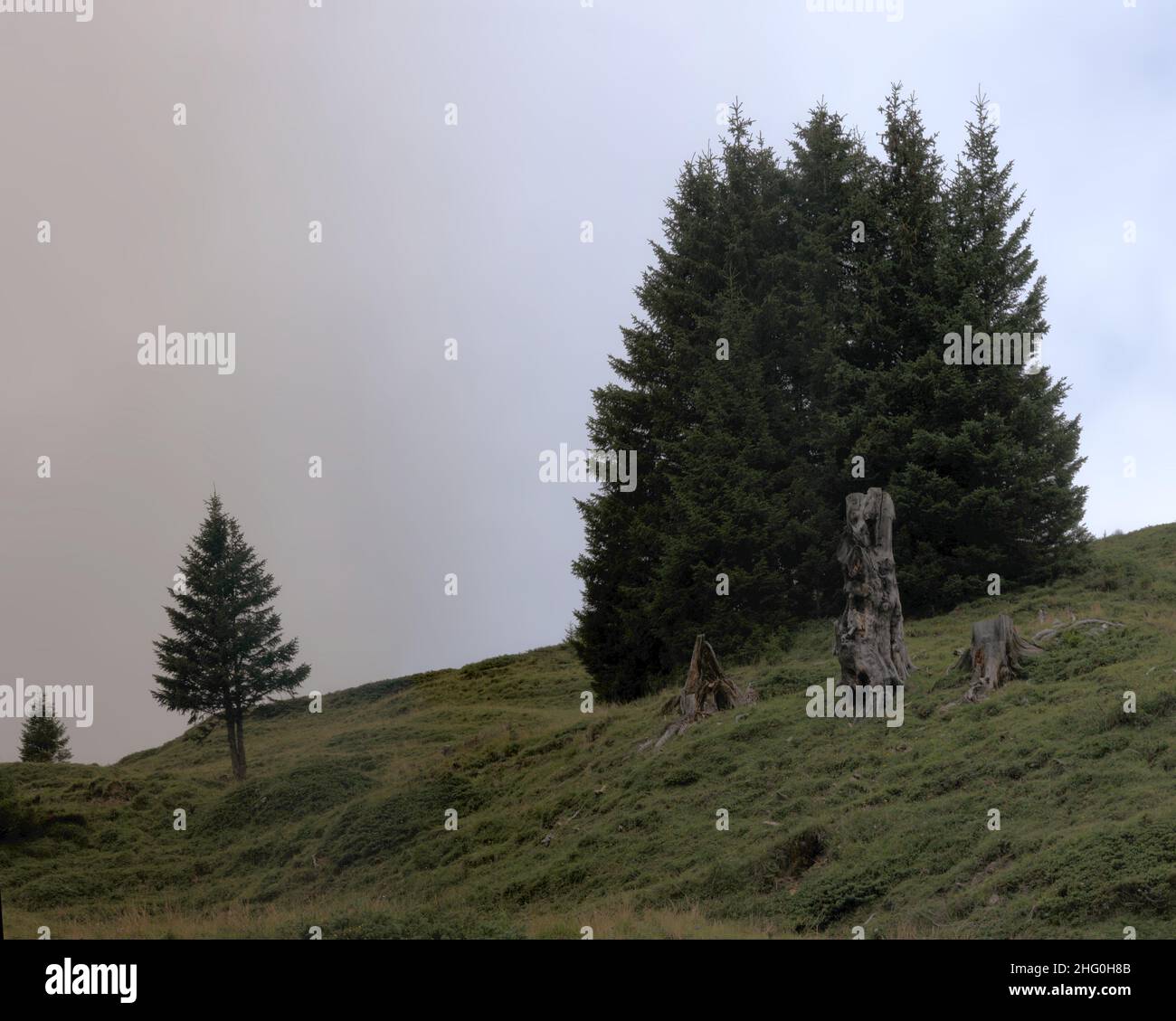Group of conifers against the skyline on Alp Palfries, Switzerland ...