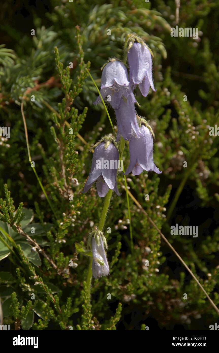 Alpine Harebell (Campanula alpina) on Alp Palfries, Switzerland Stock ...
