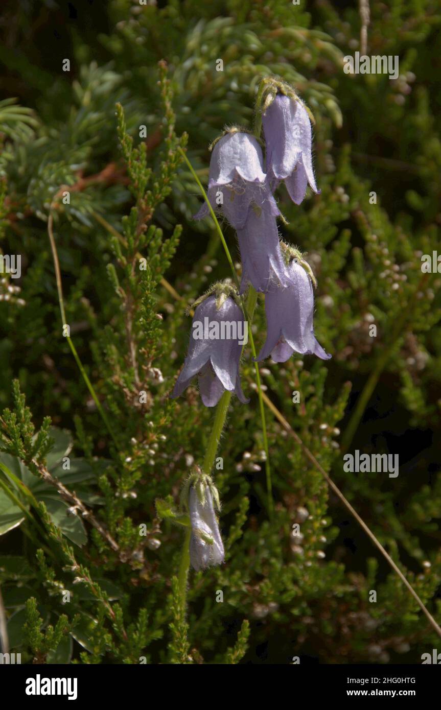 Alpine Harebell (Campanula alpina) on Alp Palfries, Switzerland Stock ...