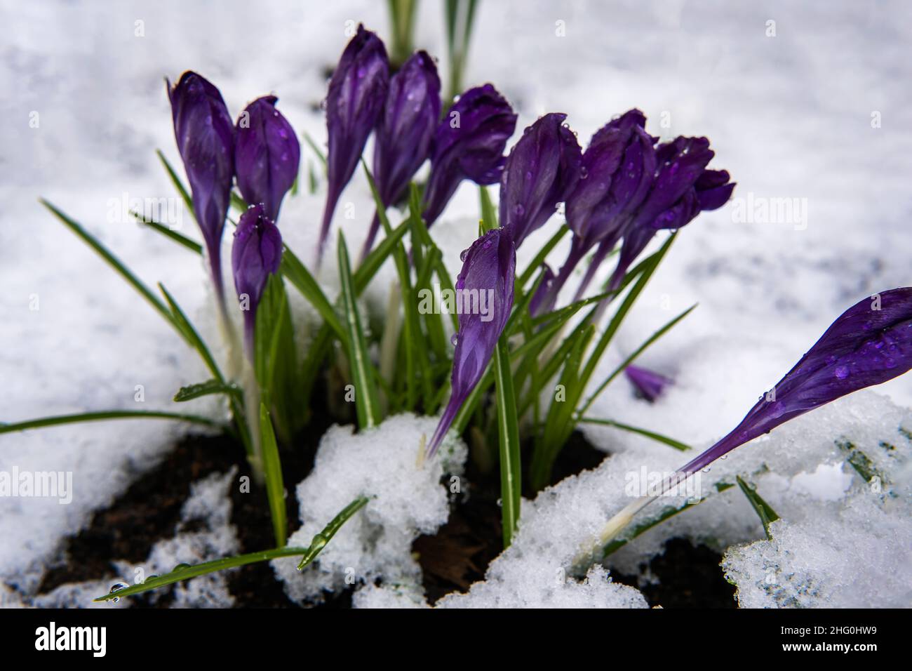 the first purple flowers grow out of the snow spring Stock Photo - Alamy