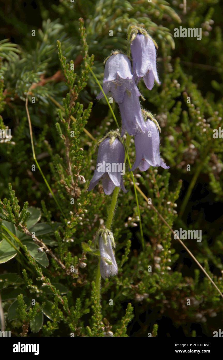 Alpine Harebell (Campanula alpina) on Alp Palfries, Switzerland Stock ...
