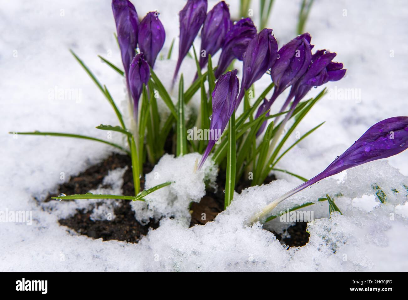 Single Purple Rose In Snow
