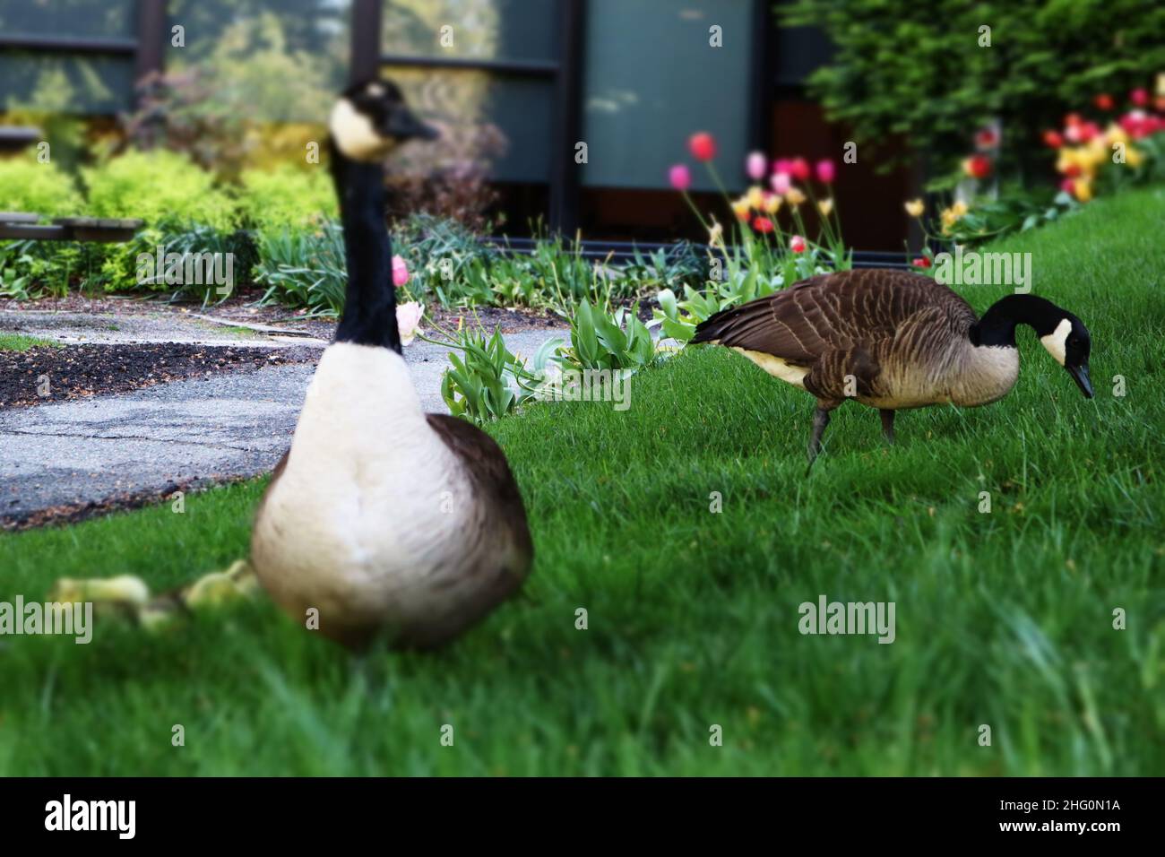 Morning with Geese Stock Photo - Alamy