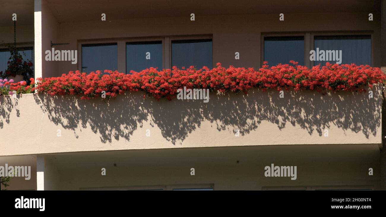 Red geraniums on balcony in Switzerland Stock Photo - Alamy