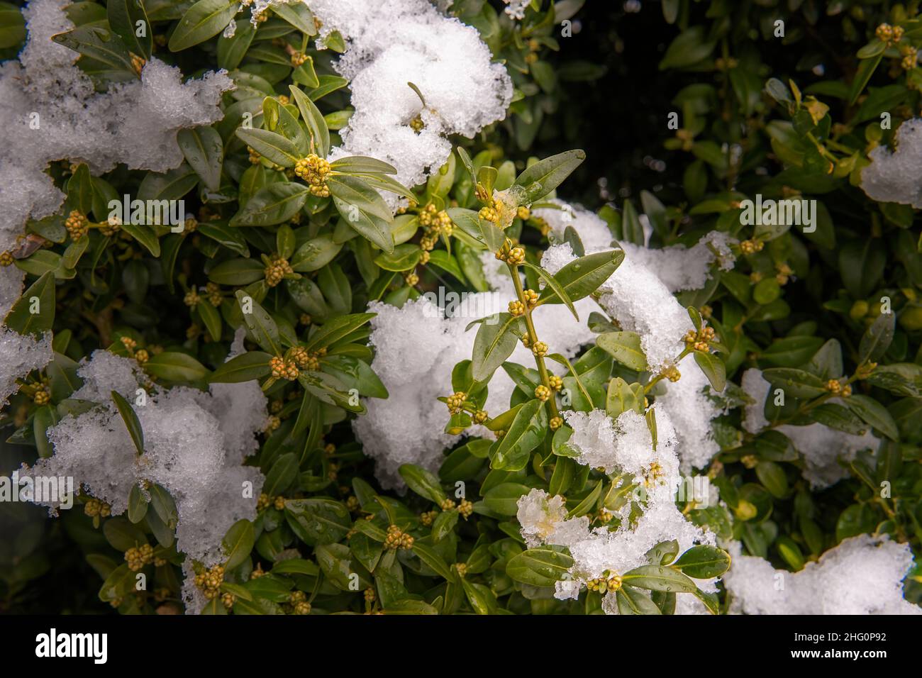 the first flowers grow out of the snow spring Stock Photo - Alamy