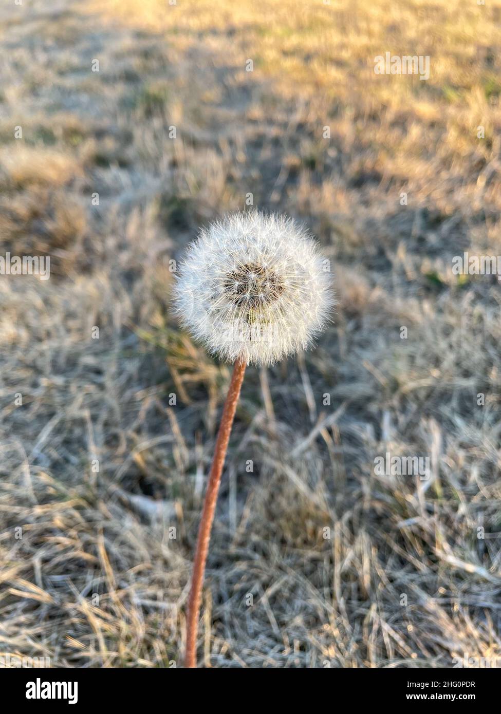 Common dandelion (Taraxacum officinale) is a flowering herbaceous ...