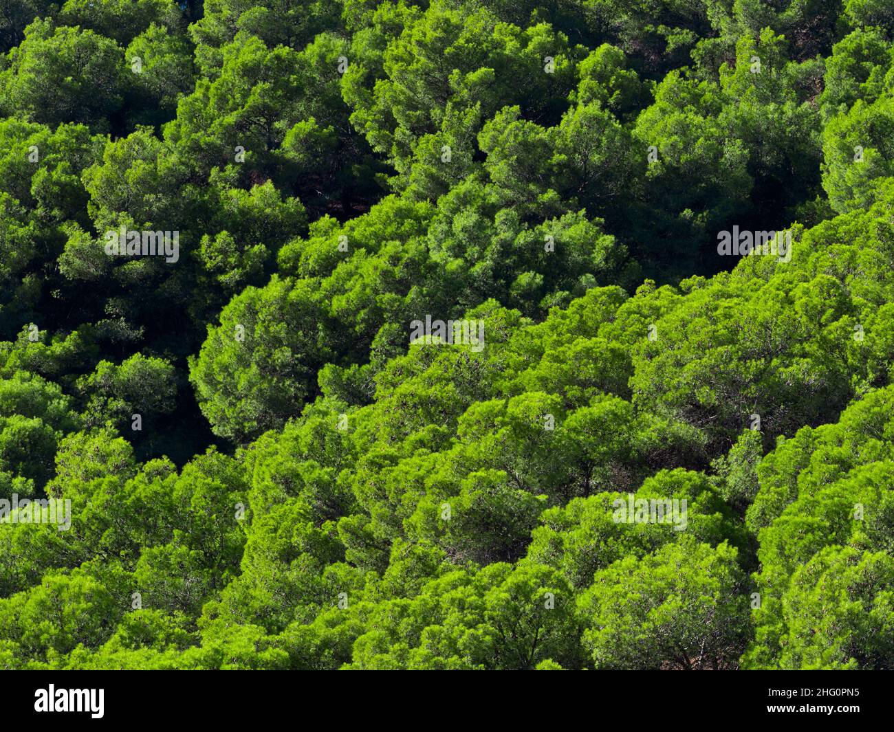 Pine tree canopy foliage Stock Photo - Alamy