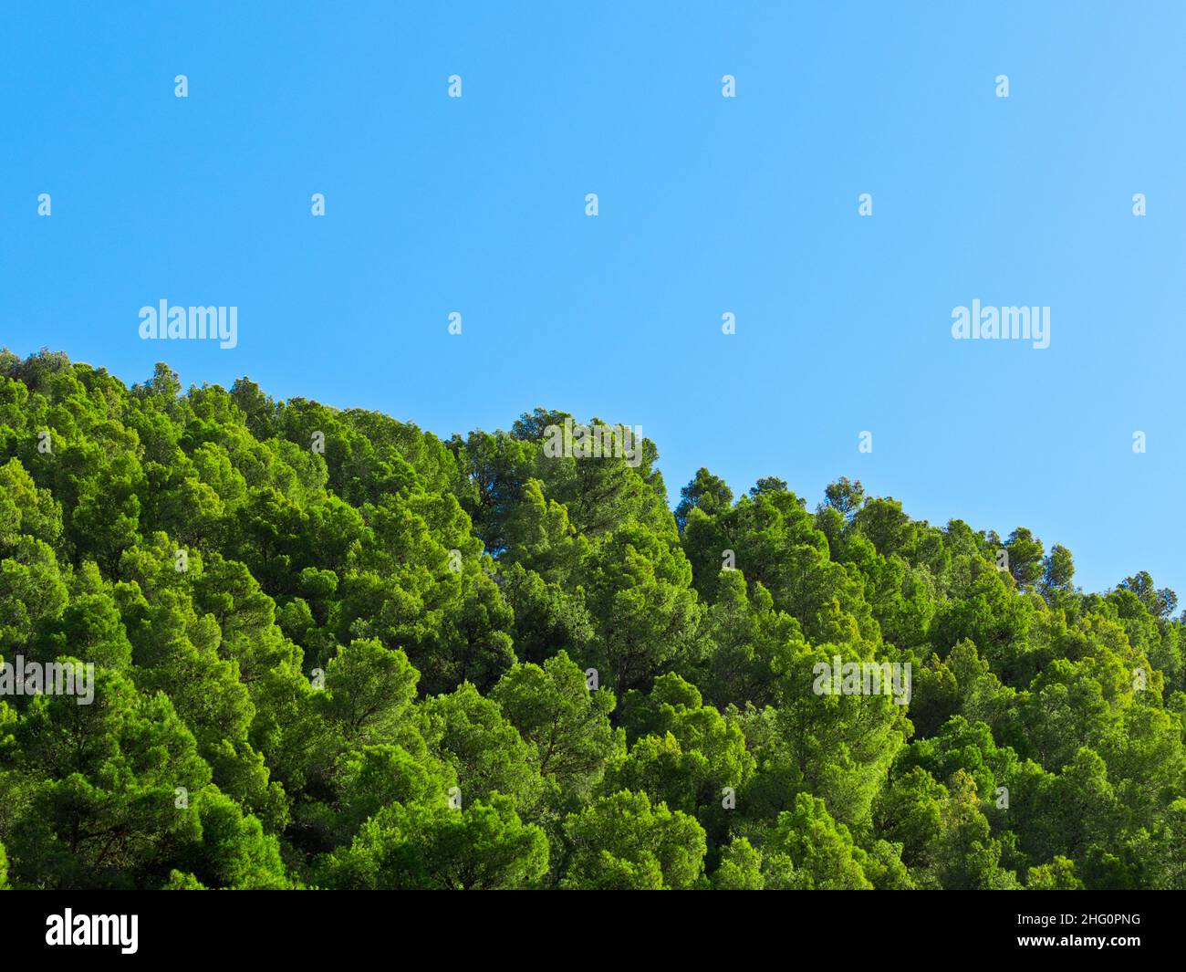 Pine tree canopy foliage and blue sky Stock Photo - Alamy