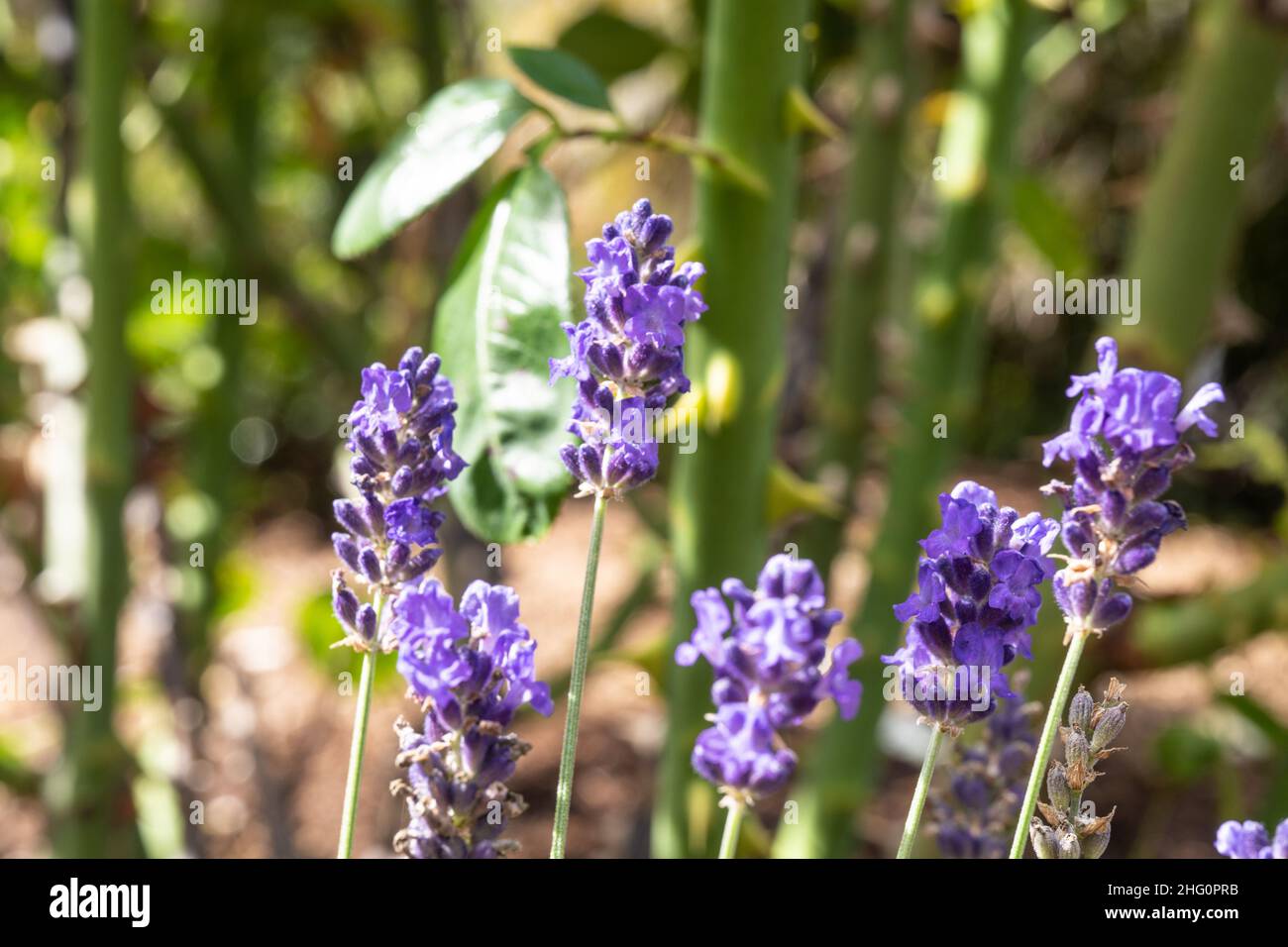 Provence French Lavender (Lavandula intermedia 'Provence') is an ...