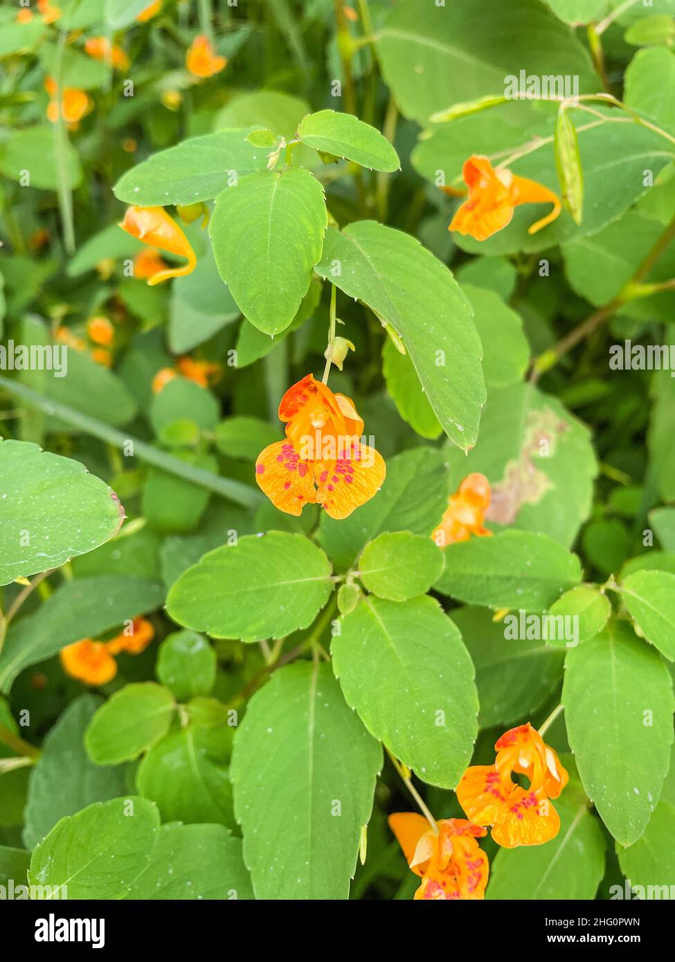 Orange jewelweed (Impatiens capensis) is an annual plant which is ...