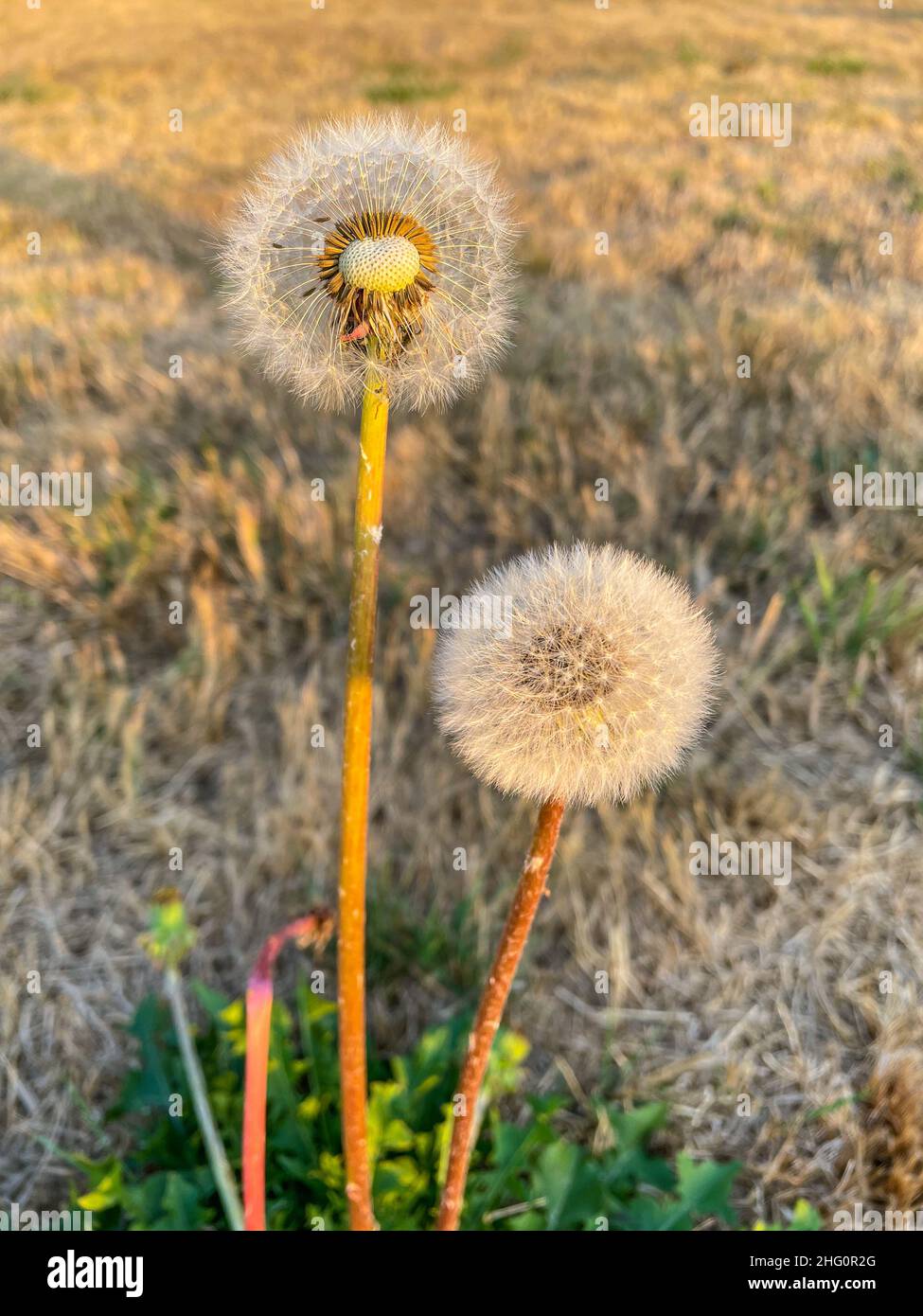 Common dandelion (Taraxacum officinale) is a flowering herbaceous ...