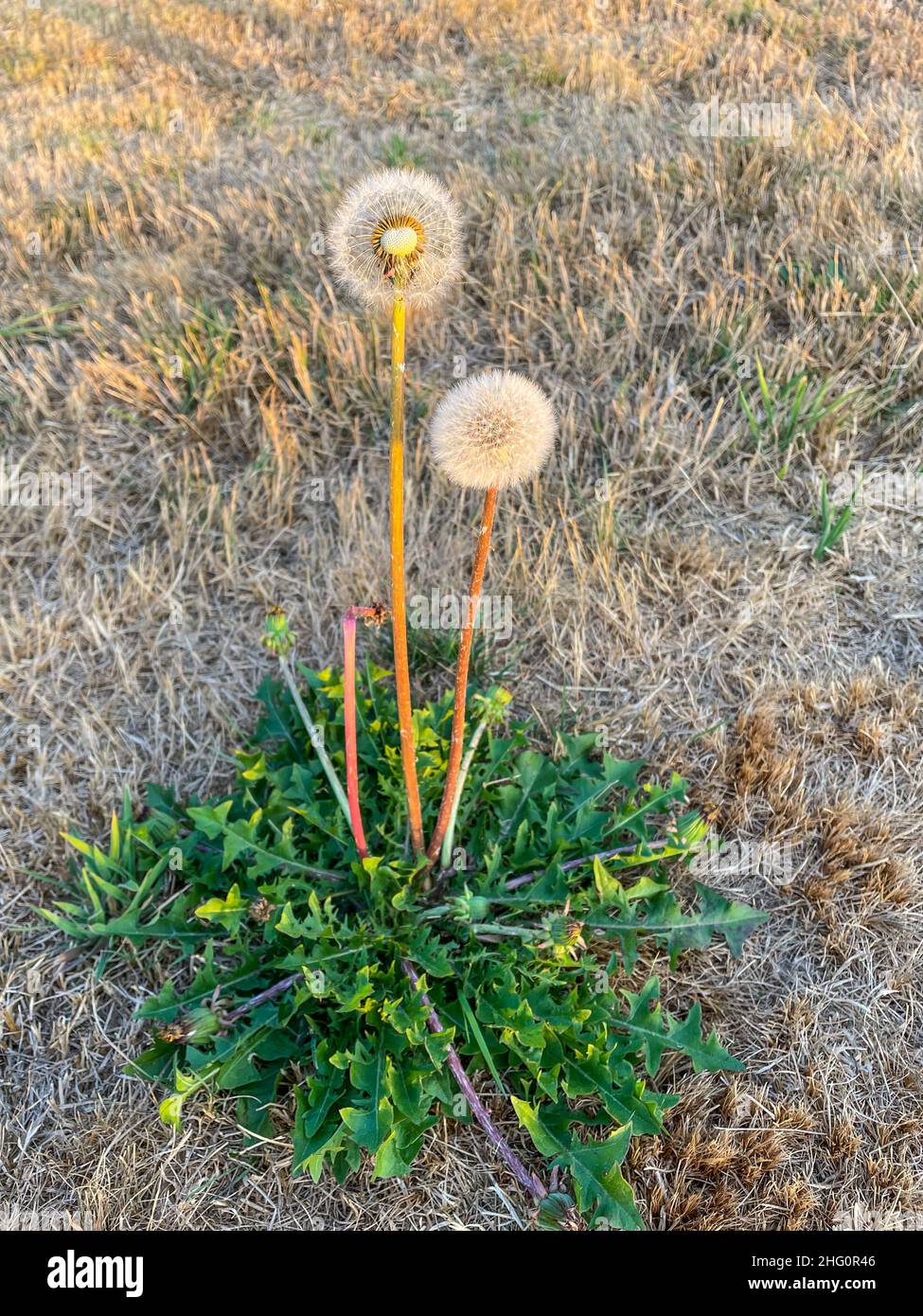 Common dandelion (Taraxacum officinale) is a flowering herbaceous ...