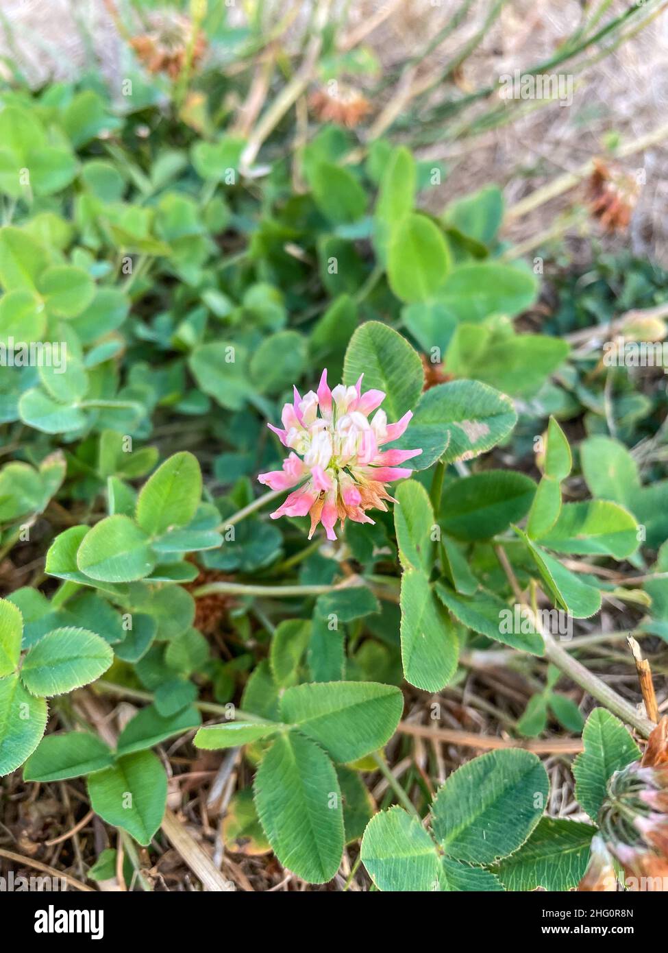 Red clover (Trifolium pratense) is a herbaceous species of flowering ...
